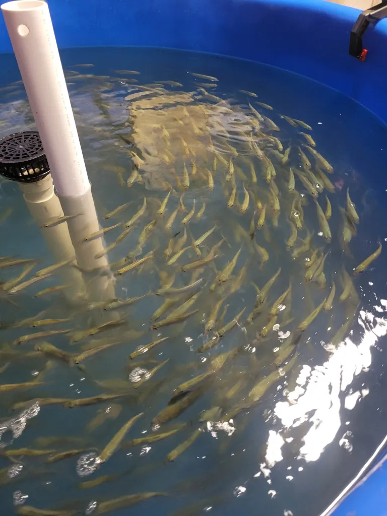 Buy Live Pilchards | Keys Maritime Specialty Bait and Seafood Market
