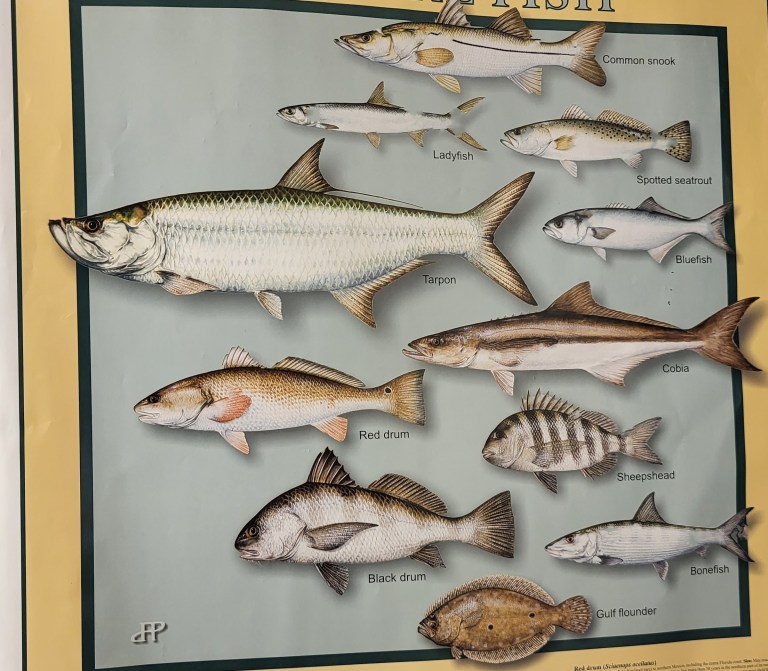 Fish of FL| Keys Maritime Specialty Bait and Seafood Market