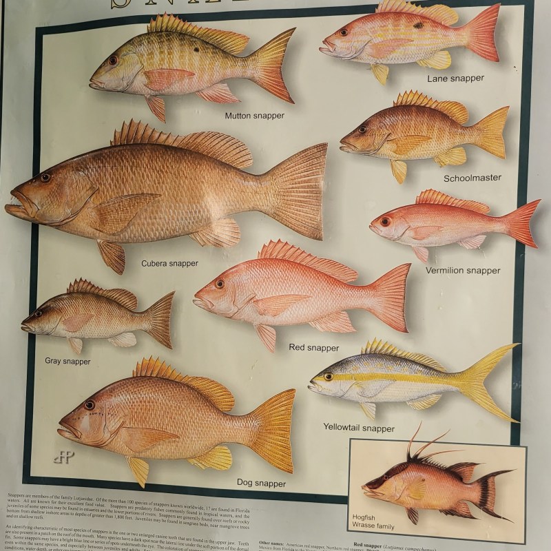 Fish of FL| Keys Maritime Specialty Bait and Seafood Market
